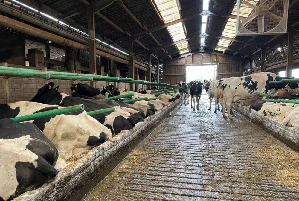 Moderne Stallhaltung: Landwirt sorgt für beste Bedingungen - auch ohne ...